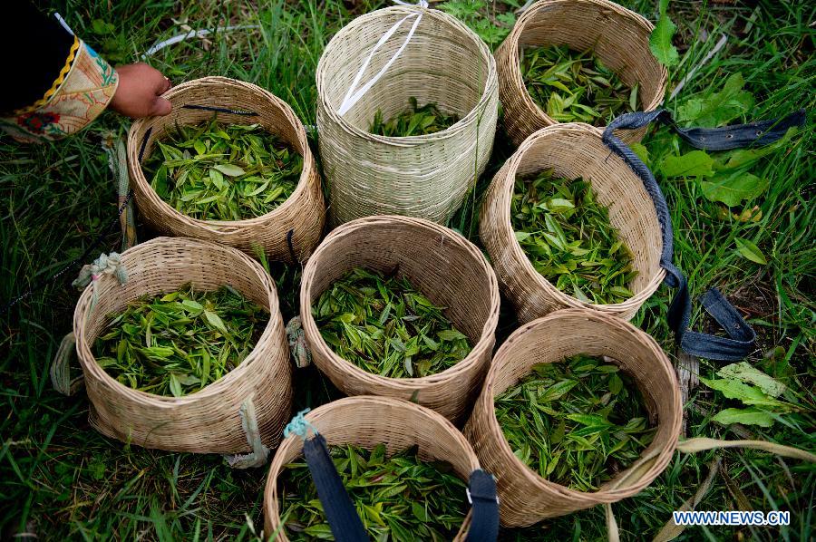 Girls harvest tea at China's highest tea plantation in Tibet(1/4 ...