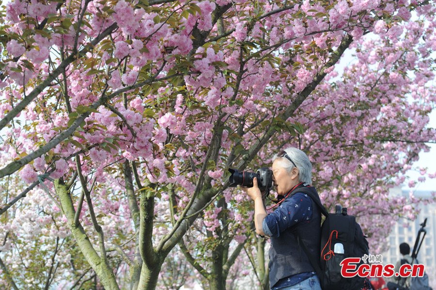 Cherry blossom festival opens in Chengdu (1/5) - Headlines, features ...