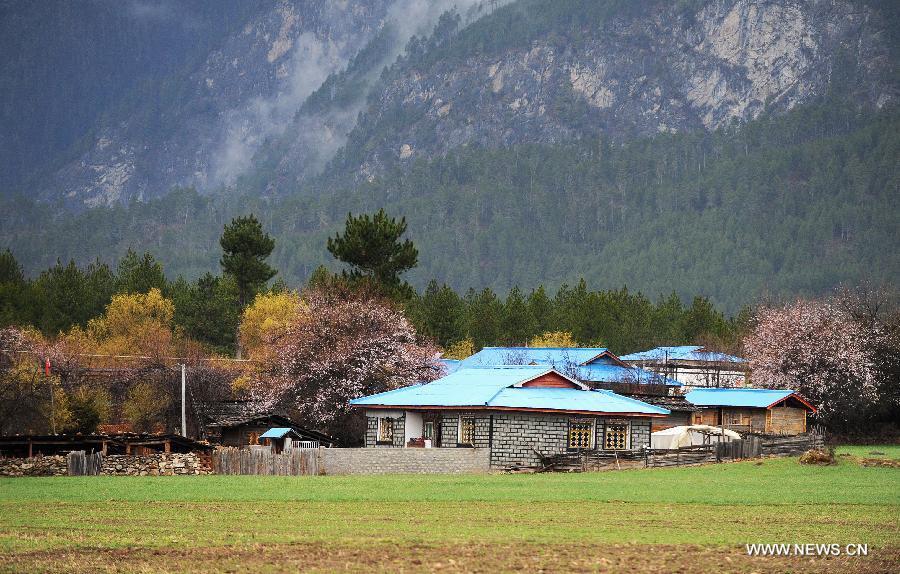 Spring scenery of Tongmu Village in China's Tibet (1/3) - Headlines ...
