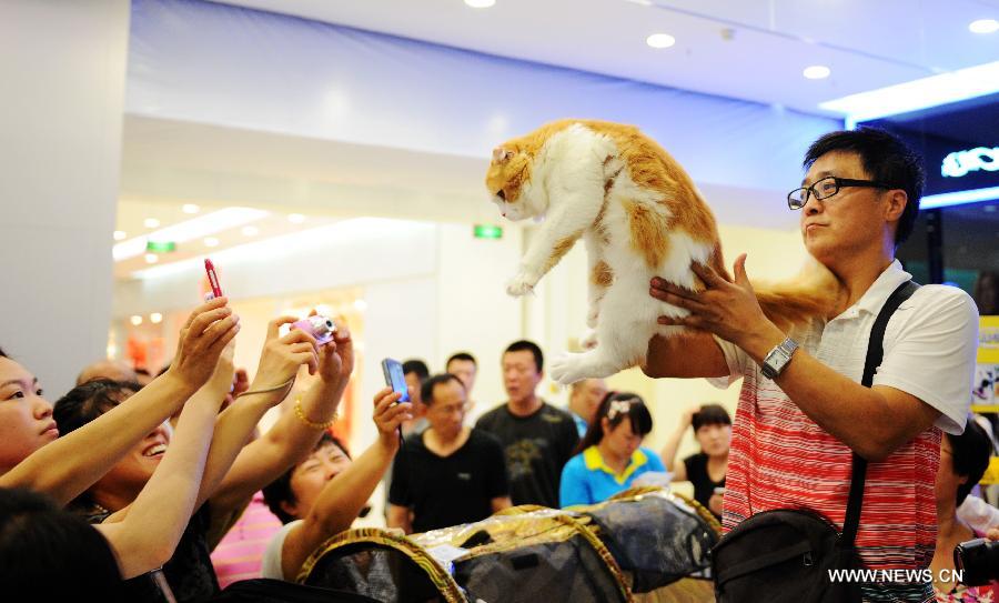 National cat tour competition in Harbin (1/6) - Headlines, features ...