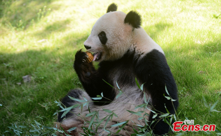 Panda eats mooncake to celebrate upcoming Mid-Autumn Festival (3/4 ...