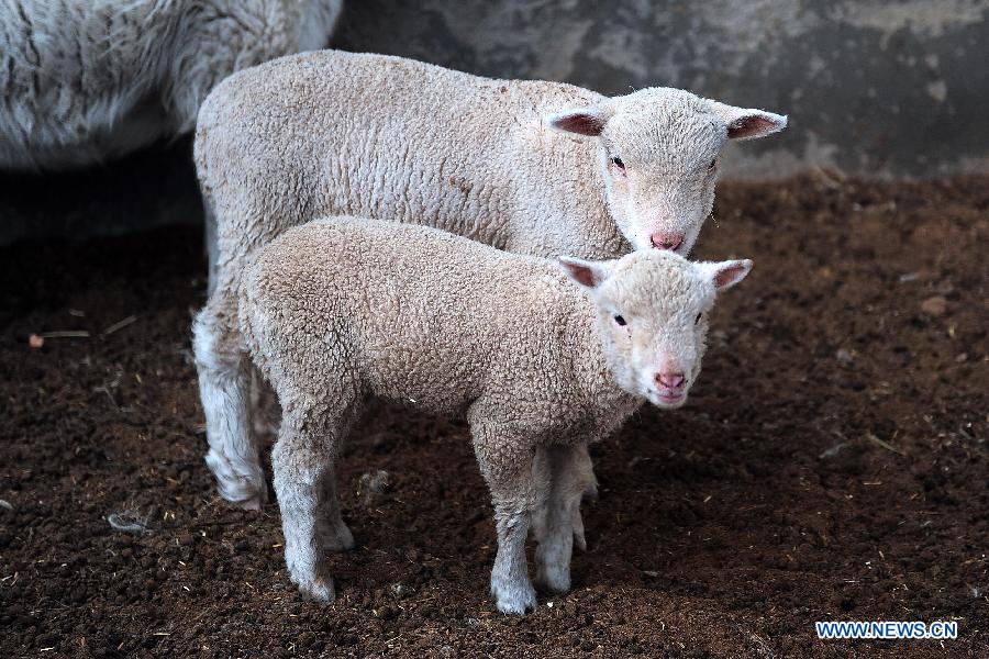 Test-tube sheep celebrate one-month birthday in NW China (6/6 ...
