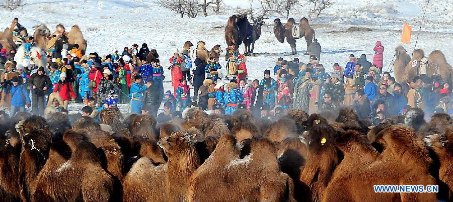 Camel culture festival held in N. China's Inner Mongolia (1/10 ...