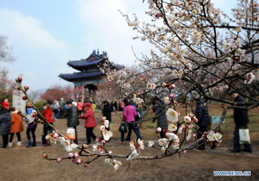 2014 Nanjing International Plum Blossom Festival kicks off (1/7 ...