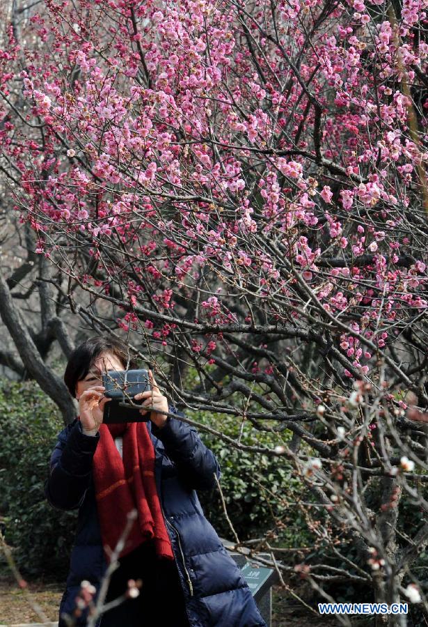 2014 Nanjing International Plum Blossom Festival kicks off (5/7 ...