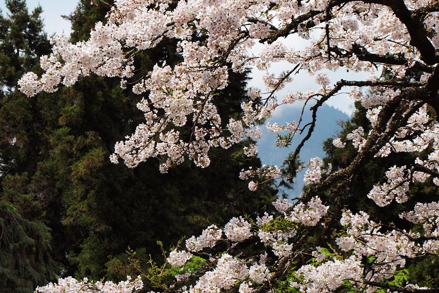 Mount Ali - A must see in China's Taiwan (6/11) - Headlines, features ...