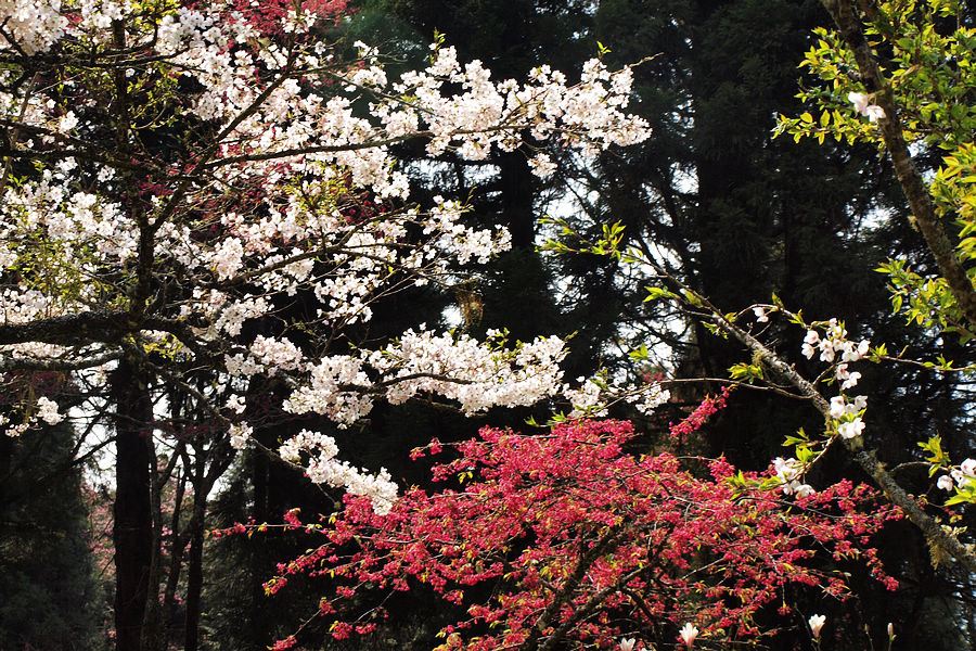 Mount Ali - A must see in China's Taiwan (8/11) - Headlines, features ...