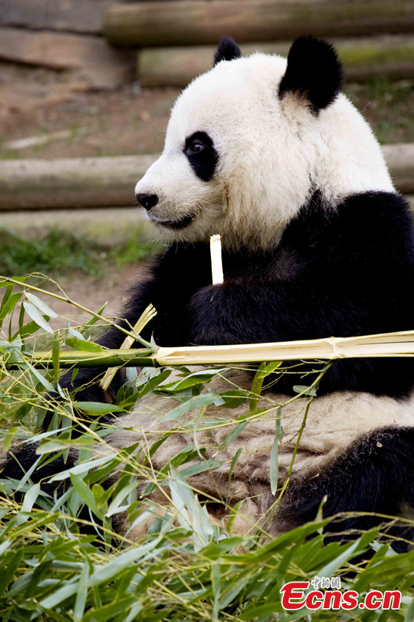 Giant pandas Xi Lan and Po arrive in Chengdu (1/2) - Headlines ...