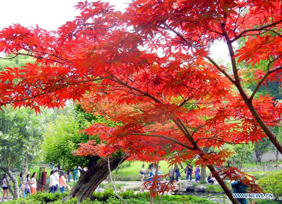 Maple leaves attract visitors at Zhuozhengyuan Garden in Suzhou (5/6 ...
