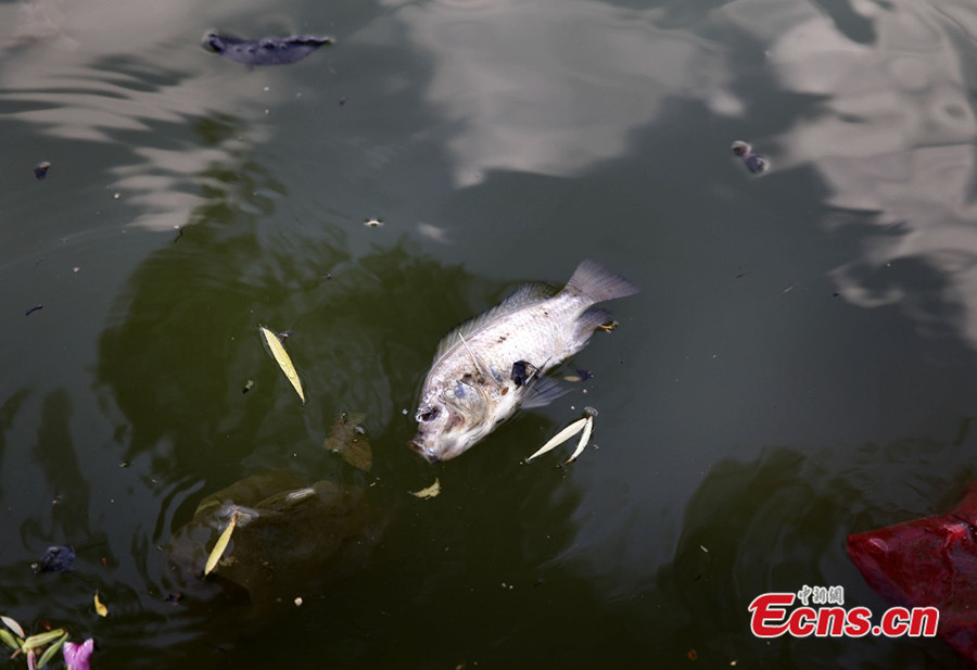 10 tons of fish buried alive at landfill in S China (10/10) - Headlines ...