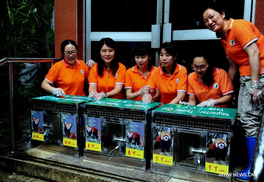 Red pandas from Fuzhou to become new residents in Taipei Zoo (1/7 ...
