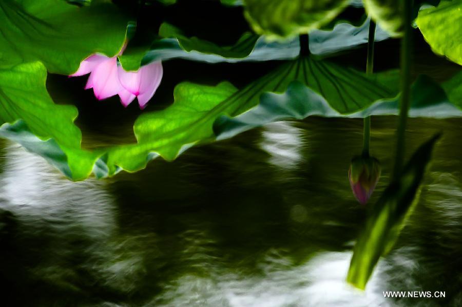 Flowers in blossom at Shandong's Quancheng Park (1/6) - Headlines ...
