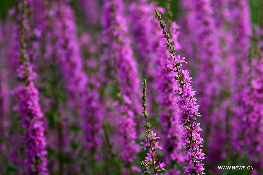 Flowers in blossom at Shandong's Quancheng Park (5/6) - Headlines ...