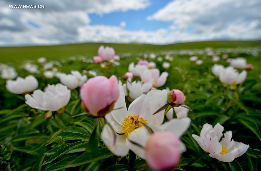 Scenery of Ulgai Grassland in N China (4/7) - Headlines, features ...