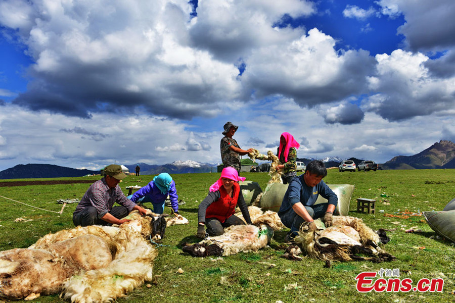 Wool harvest season starts in Sunan, Gansu (1/3) - Headlines, features ...