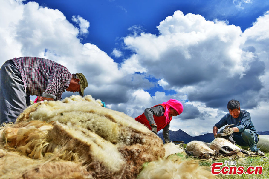 Wool harvest season starts in Sunan, Gansu (2/3) - Headlines, features ...